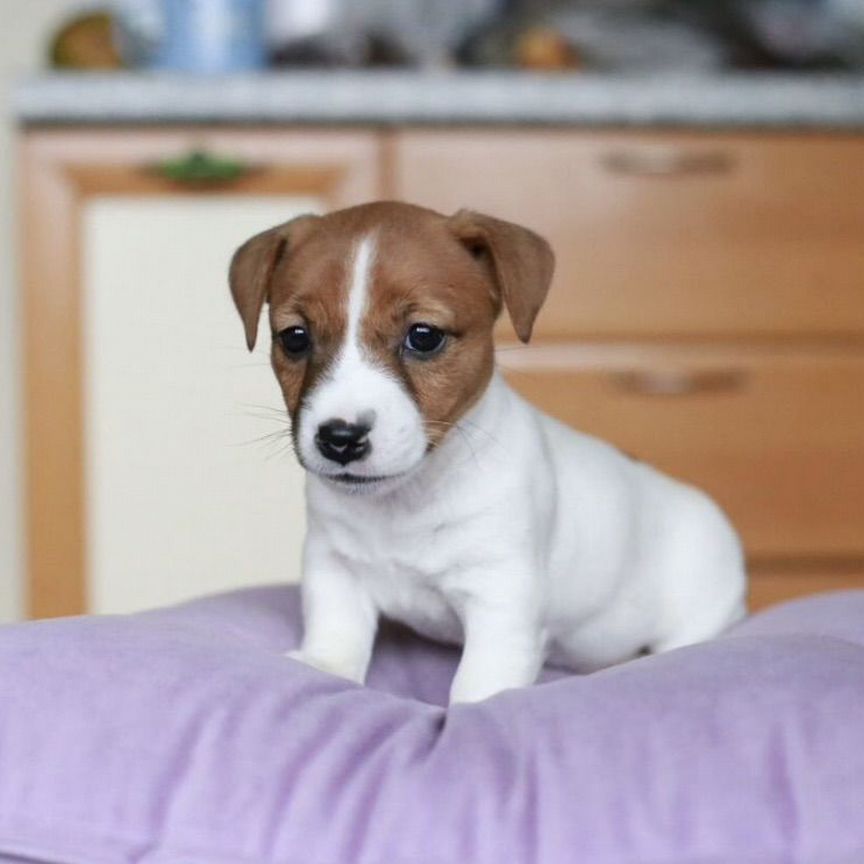 Щенки джек рассел терьер