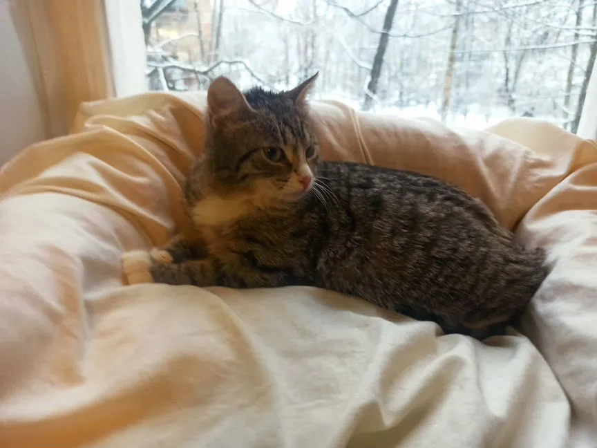 Котенок Леля