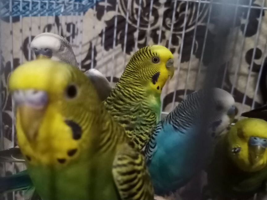 Волнистые попугаи