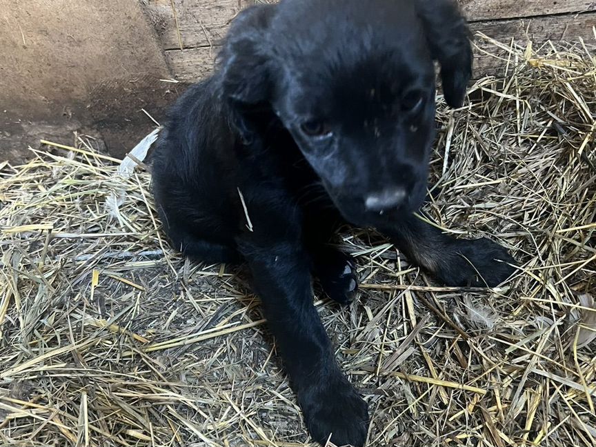 Щенок в добрые руки