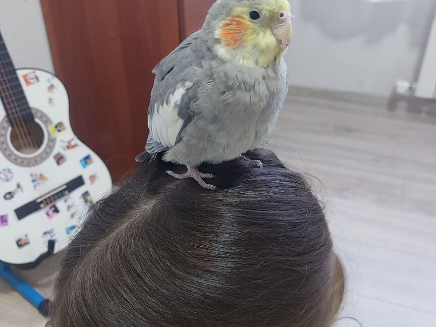 Попугай корелла