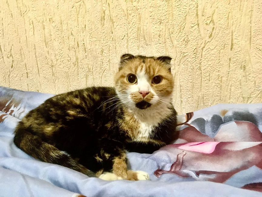 Кошка