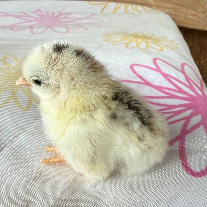 Цыплята Малазийская Серама Шелки
