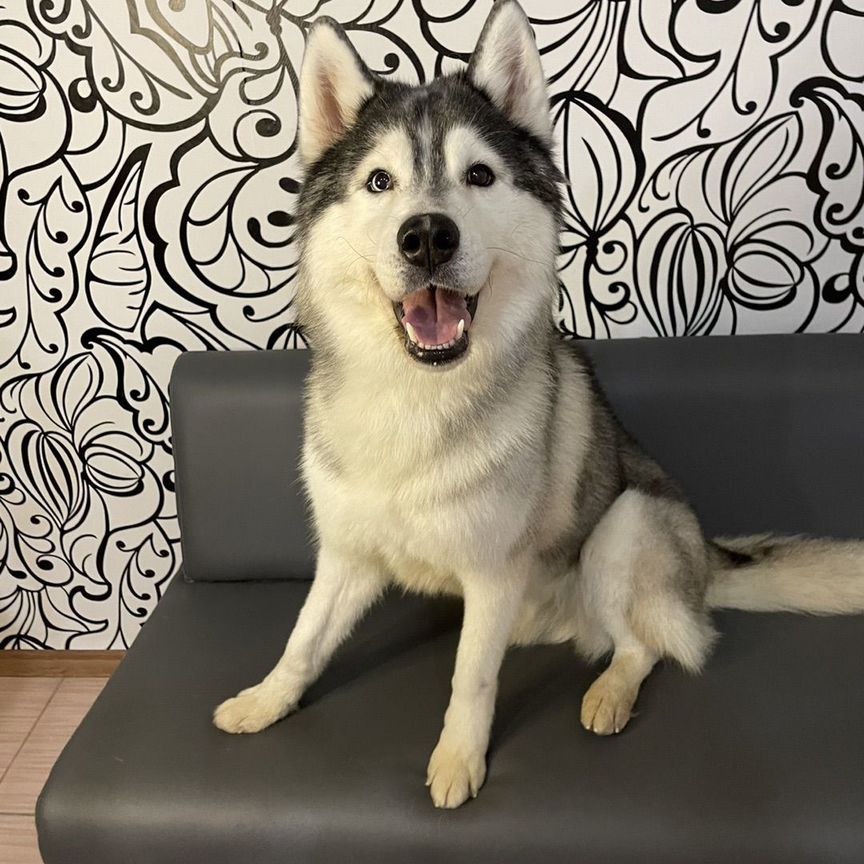 Фрай из приюта