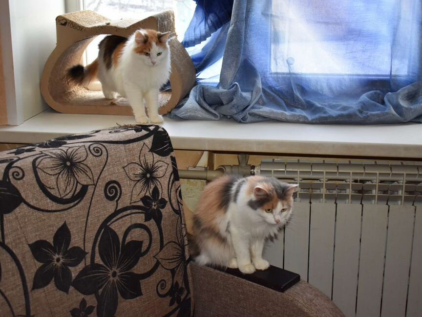 Три кошки и кот