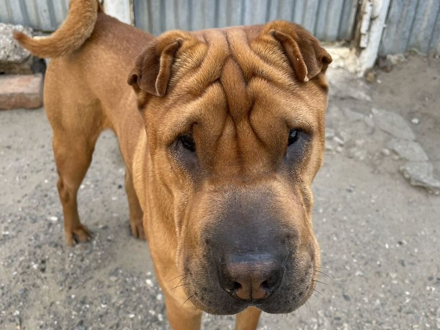 Собака шарпей