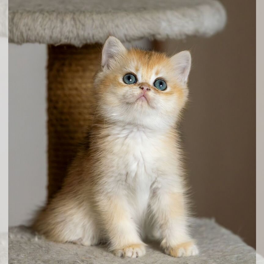 Британский короткошёрстный котёнок