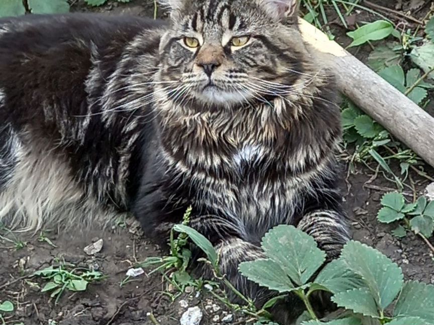 Мейн-кун вязка