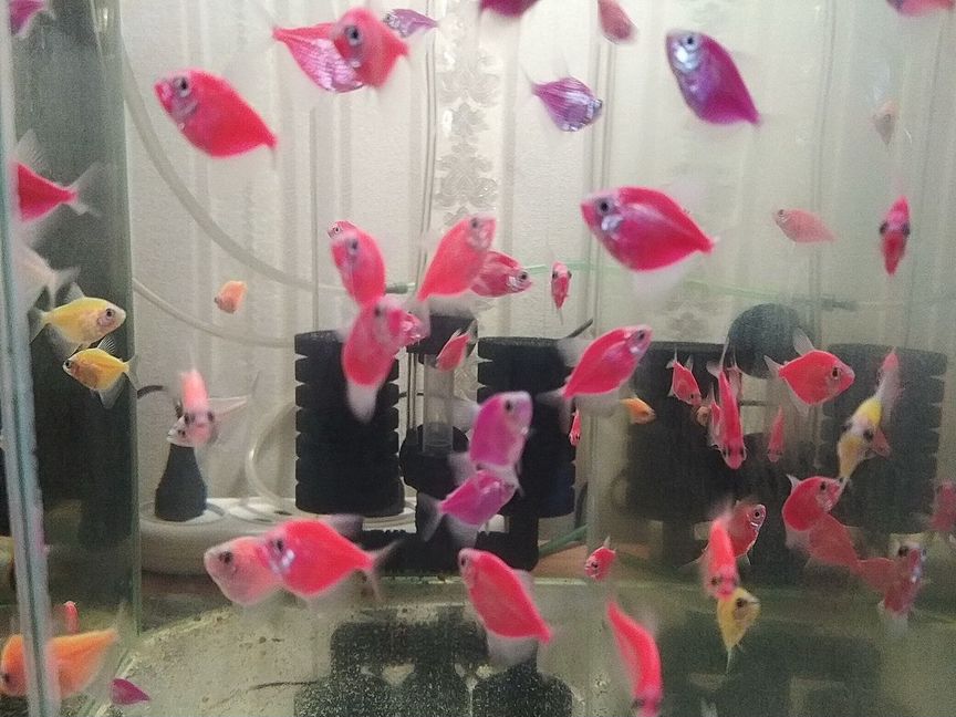 Рыбки тернеции