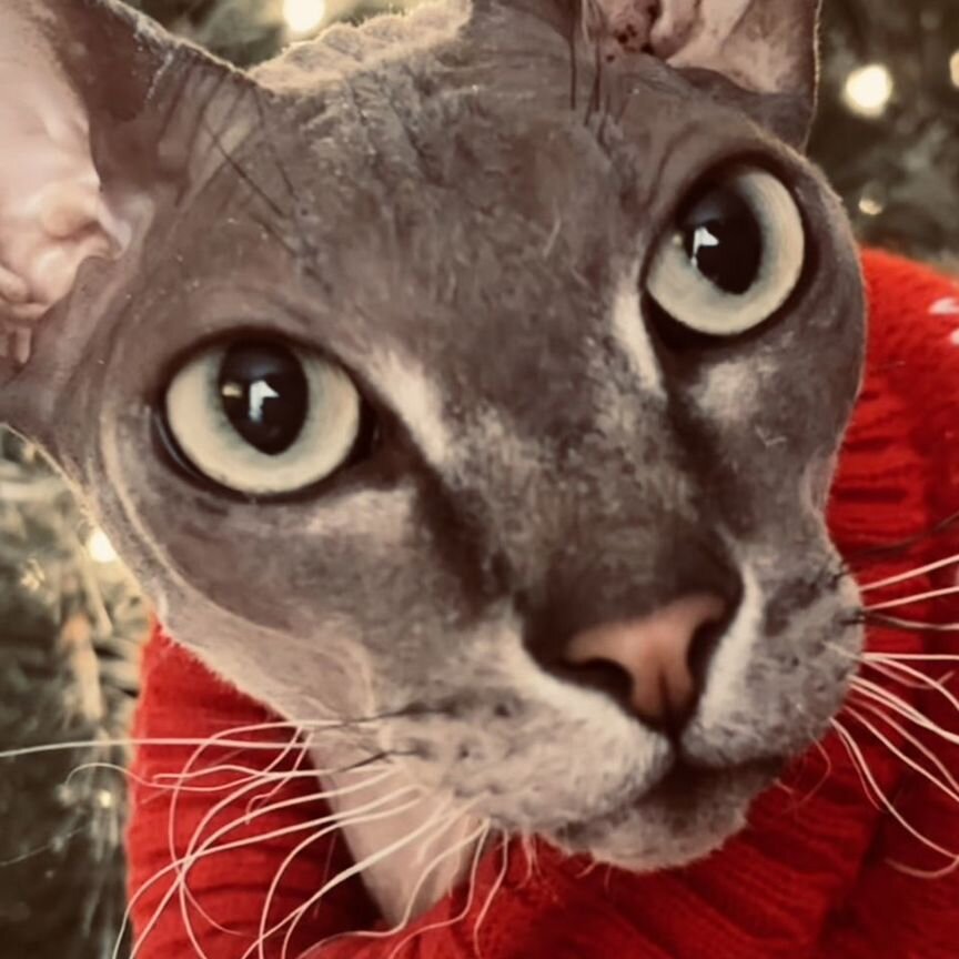 Донской сфинкс, взрослый кот