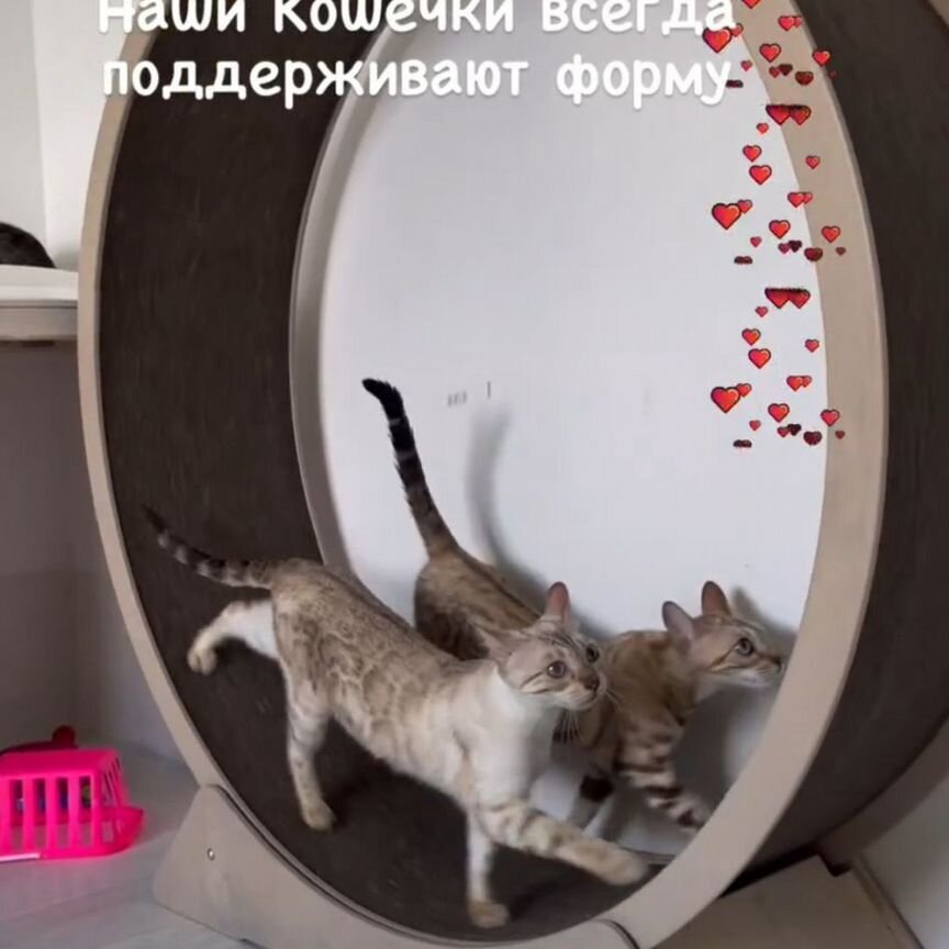 Бенгальские кошечки бесплатно