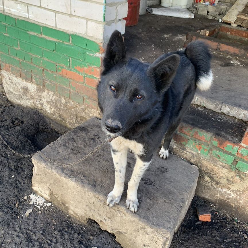 Собака в добрые руки