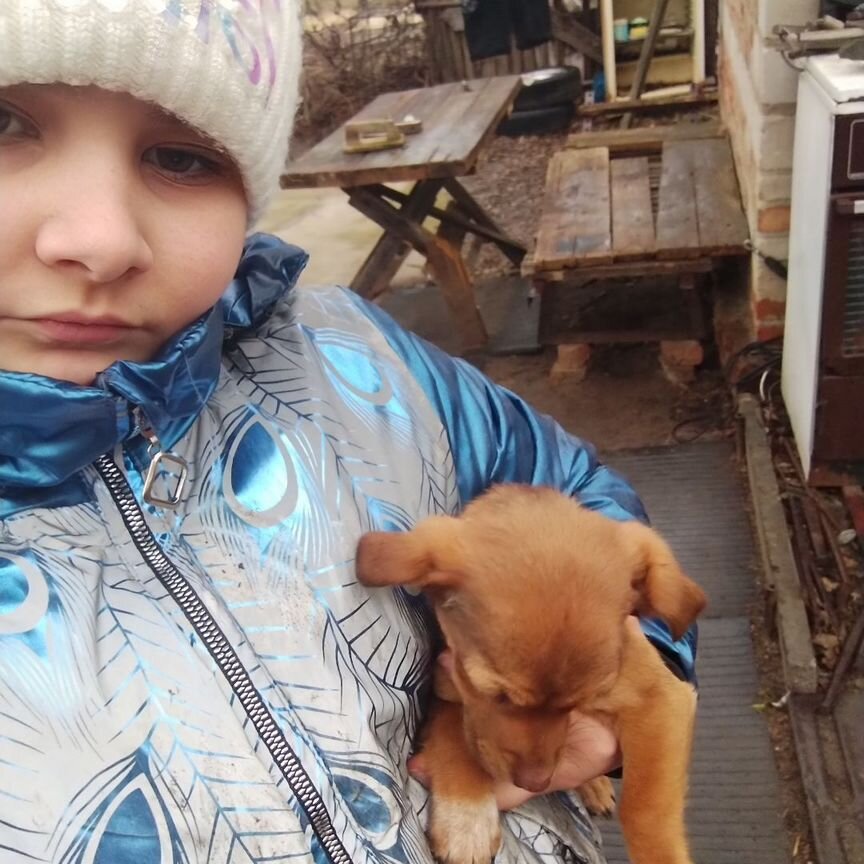 Собаки породы спаниель с помесью дворняжки