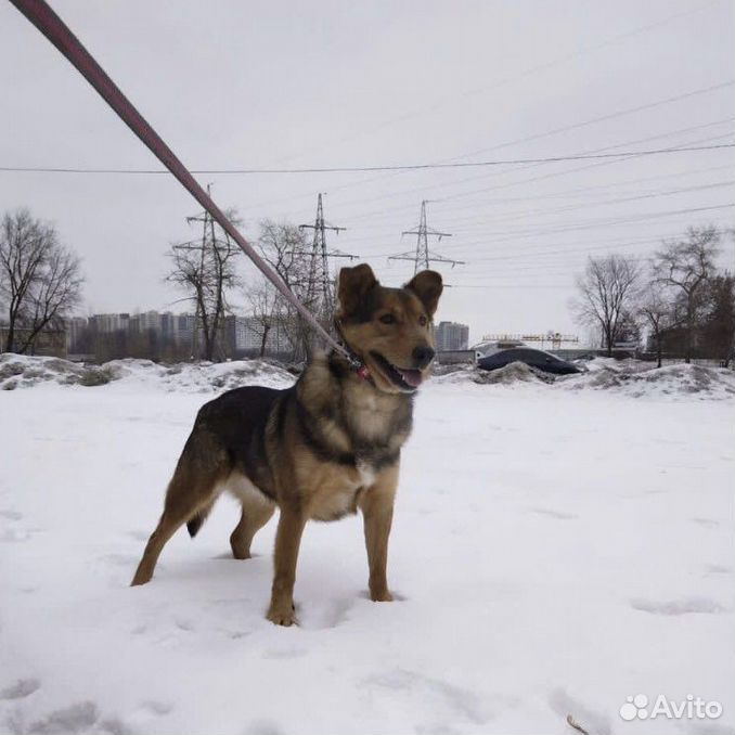 Дружелюбный Тоби ищет дом