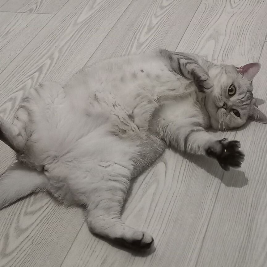 Шотландская кошка