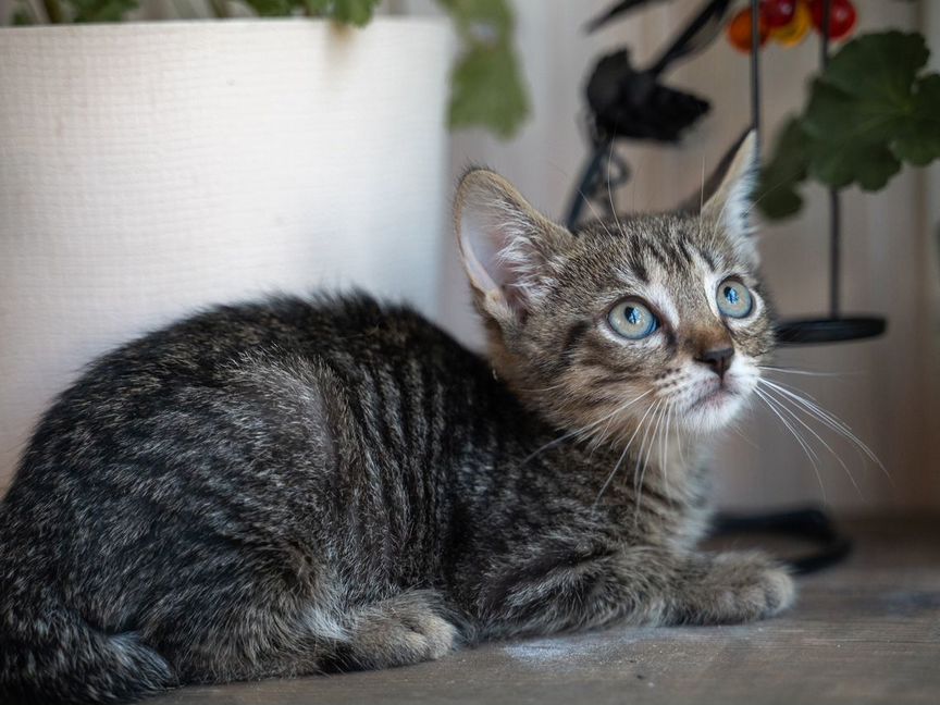 Идеальный второй питомец