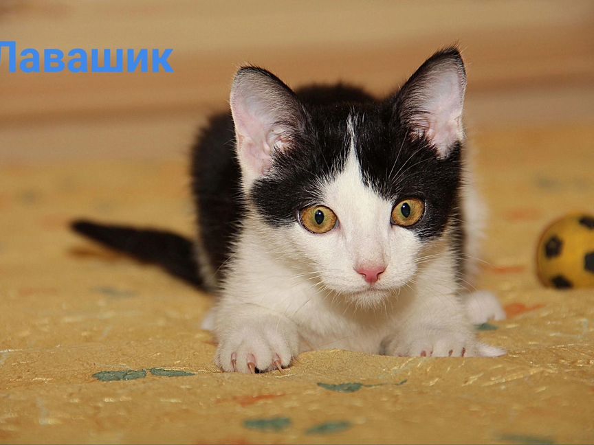 Черно-белый красавчик Беляшик