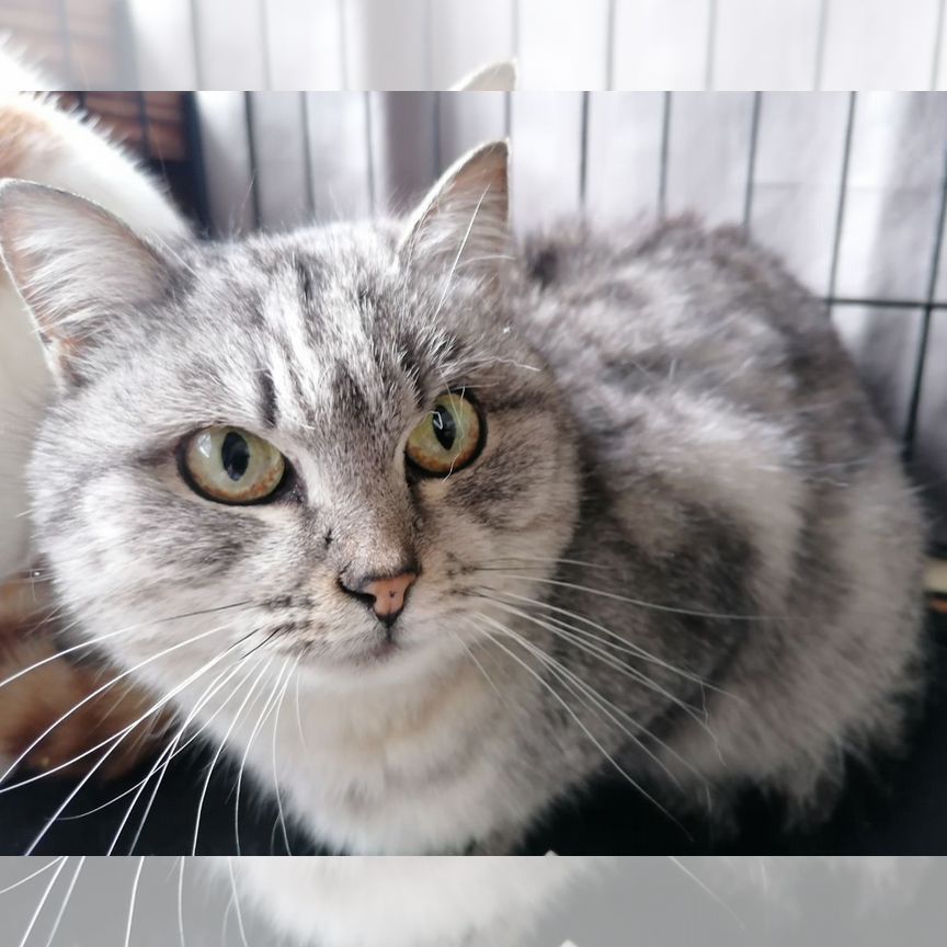 Шотландская прямоухая короткошёрстная, взрослая кошка