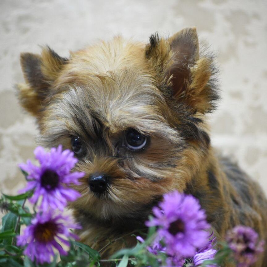 Мальчик йорк, мелкий стандарт