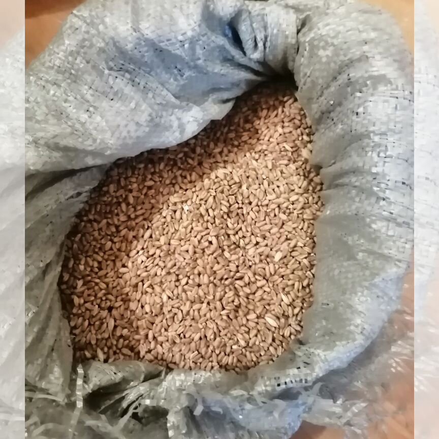 Зерно пшеница