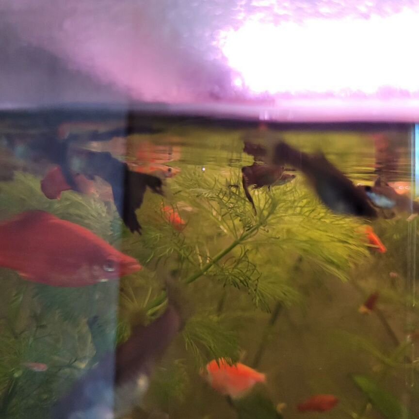 Рыбки гупешки, меченосцы