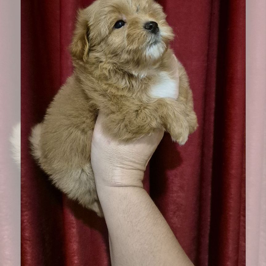 Мальтипу, щенок