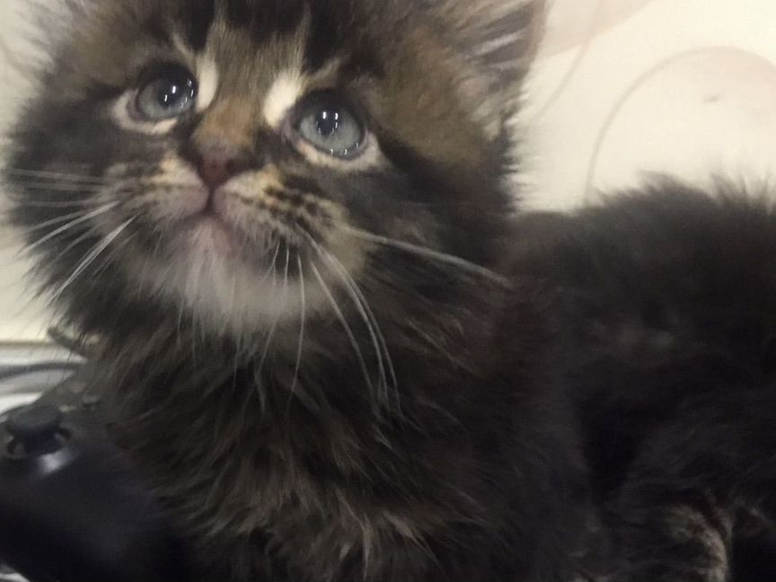 Котята мейн-кун крупные