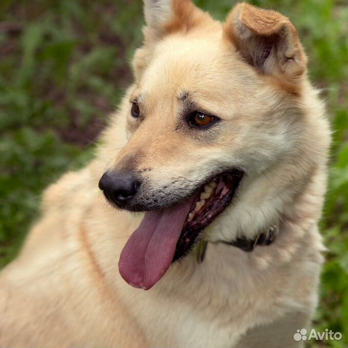 Скай ищет дом