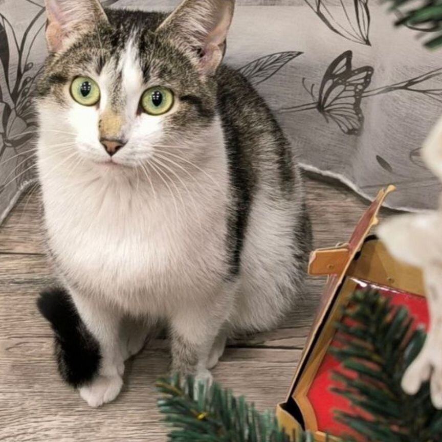 Взрослая, кошка в добрые руки