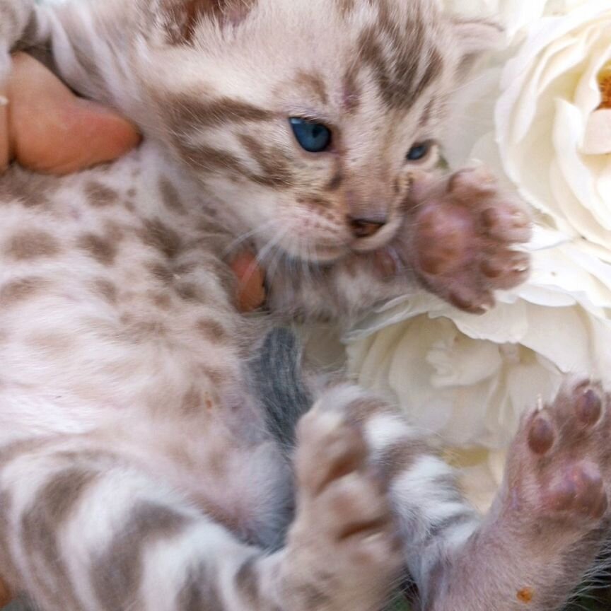 Сделан с любовью