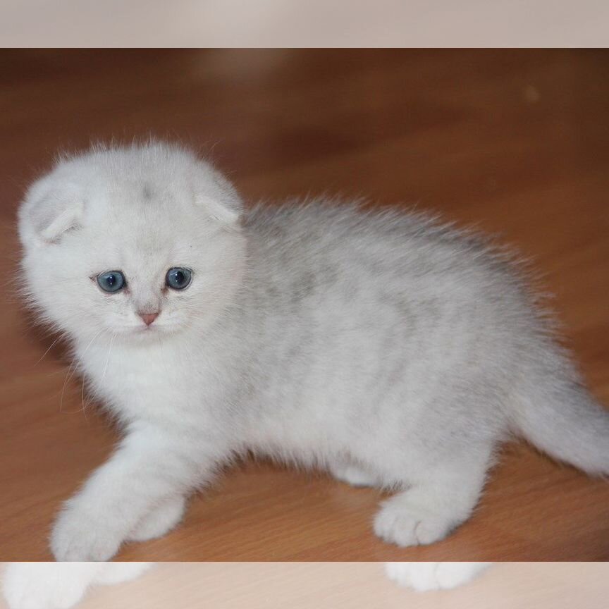 Шотландский вислоухий короткошёрстный котёнок