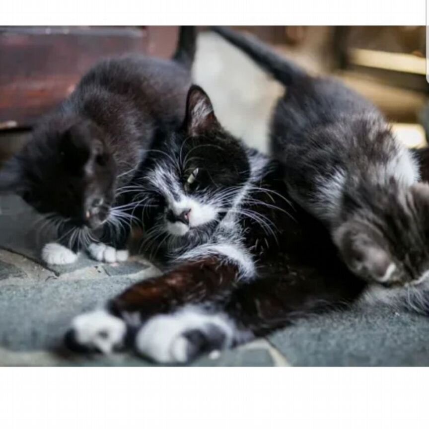 Кошка родила на улице