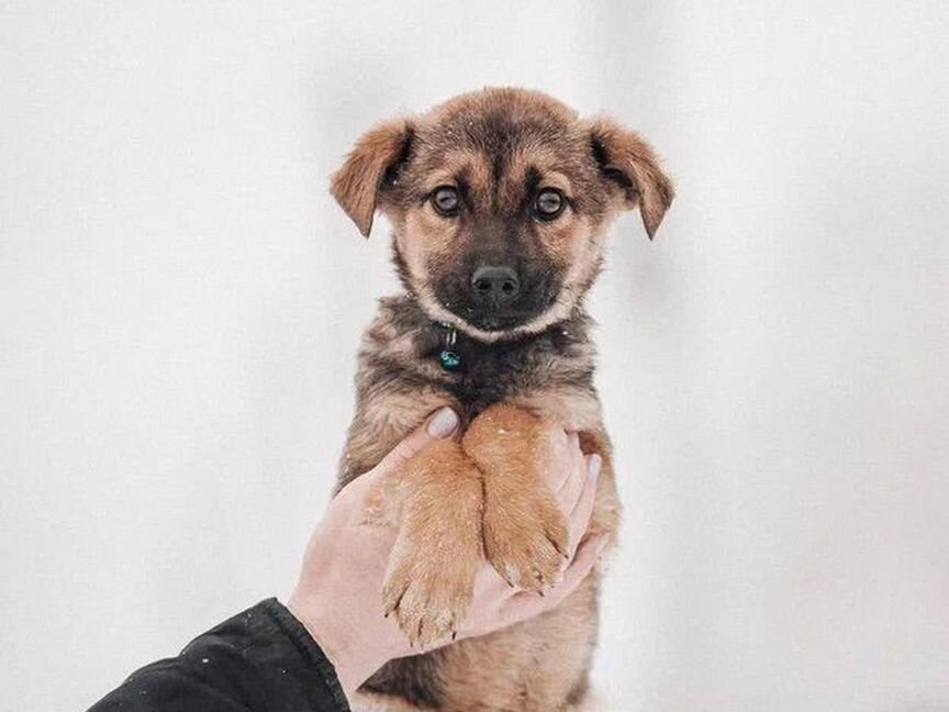 Собака в добрые руки щенок