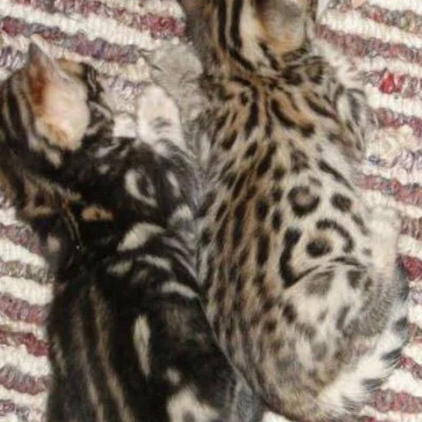 Котята