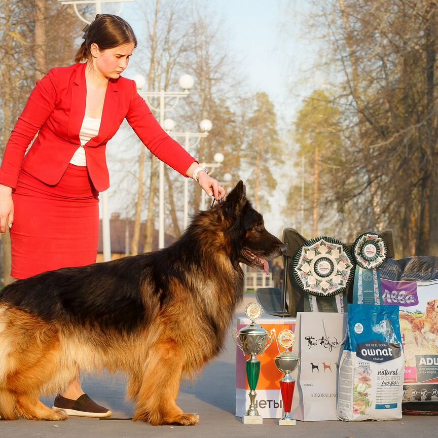 Пушистое очарование - дочь Чемпиона