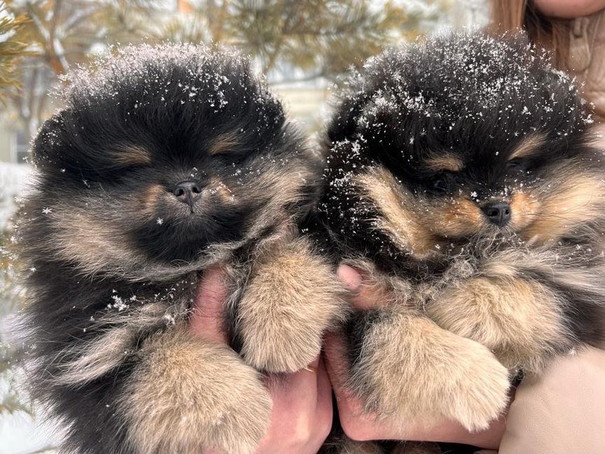 Щпиц, девочки померанцы