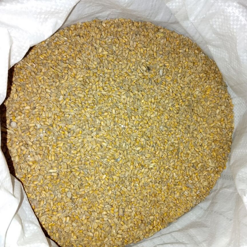 Корм для птиц