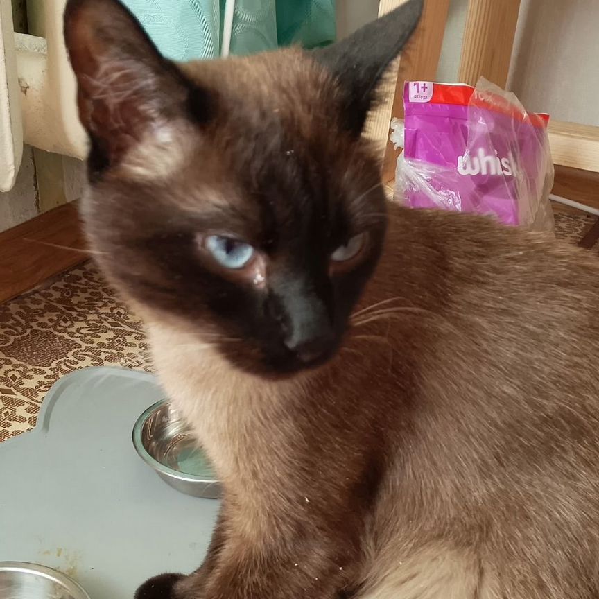 Тайский котёнок