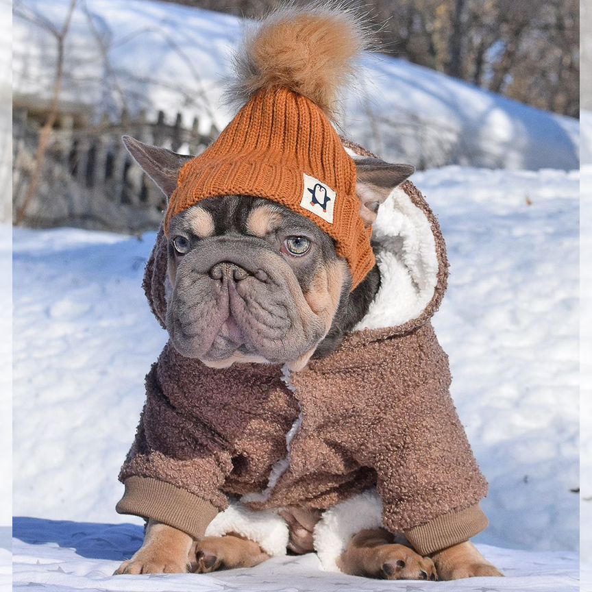 Французский бульдог, щенок