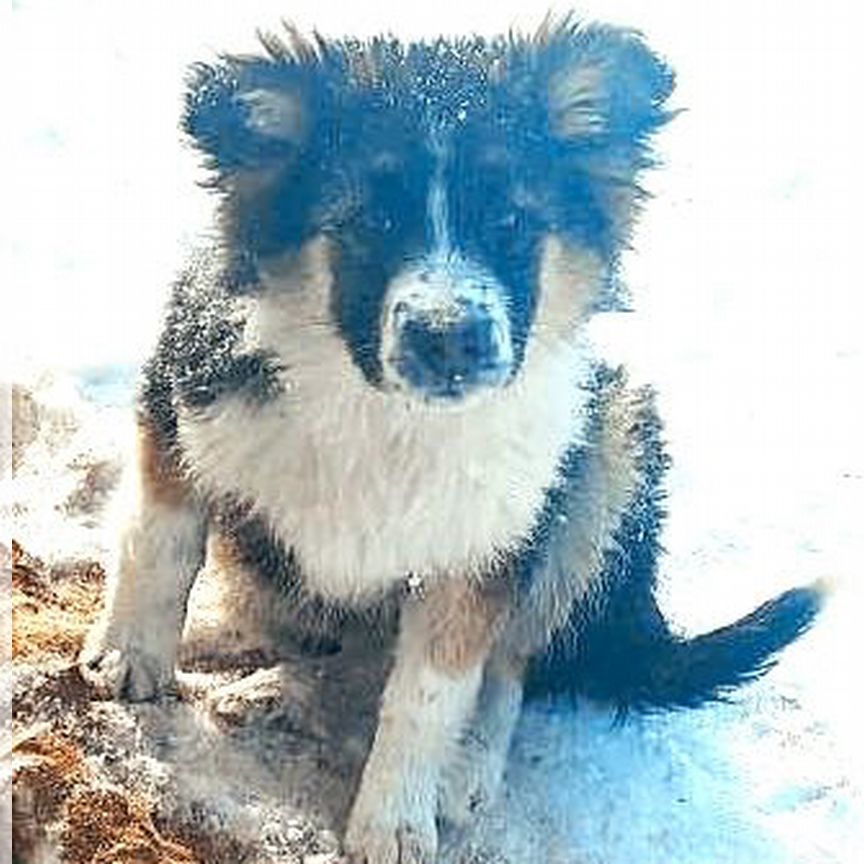 Щенок в добрые руки