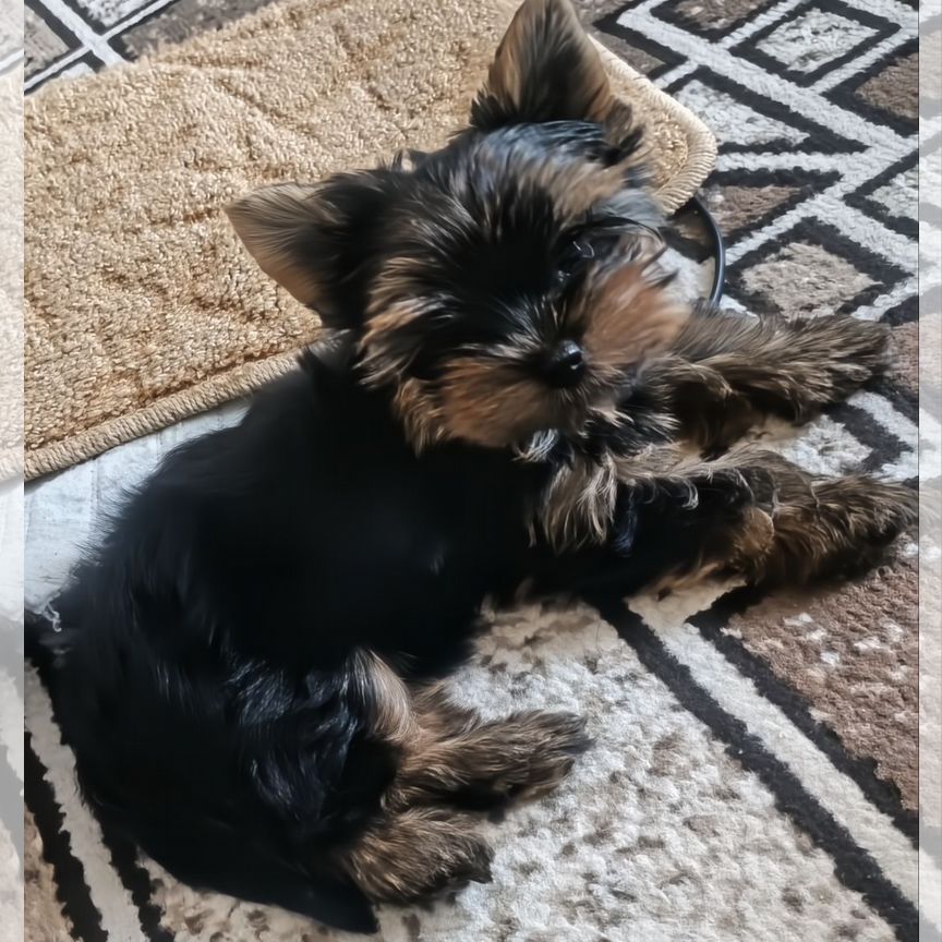 Йоркширский терьер, щенок