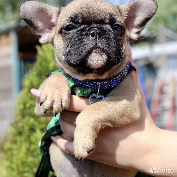 Французская Плюшечка Документы