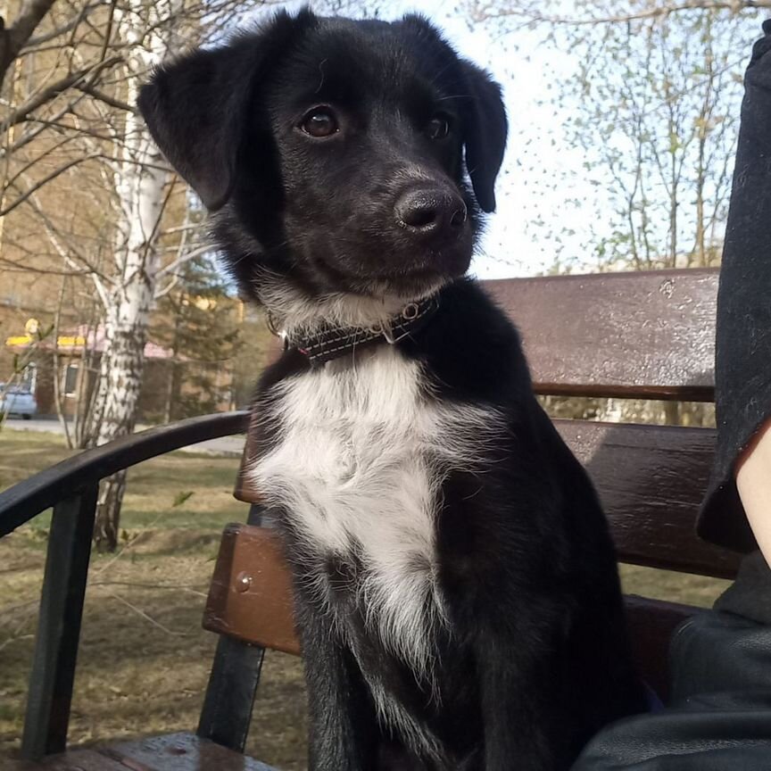 Взрослая собака в добрые руки