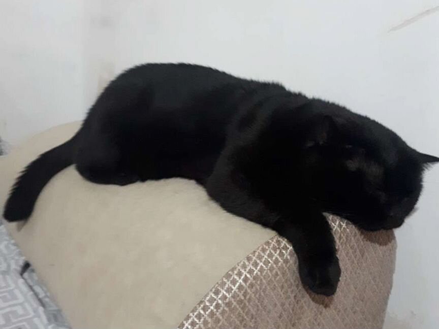 Кот Семён ждет невесту