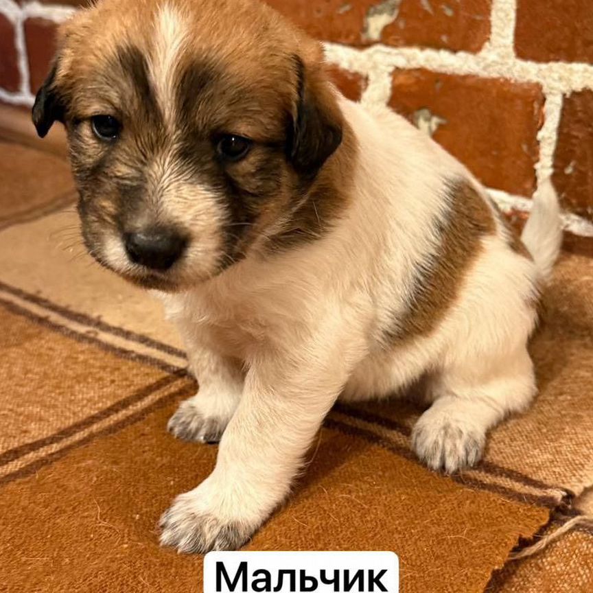 Щенок в добрые руки
