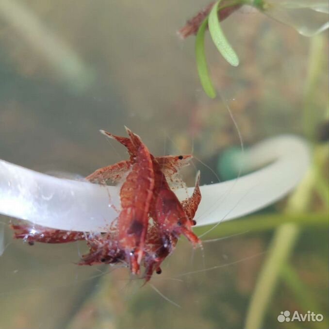 Креветки аквариумные красные, улитки