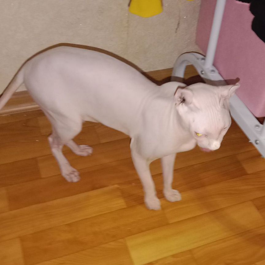 Продам котенка эльф