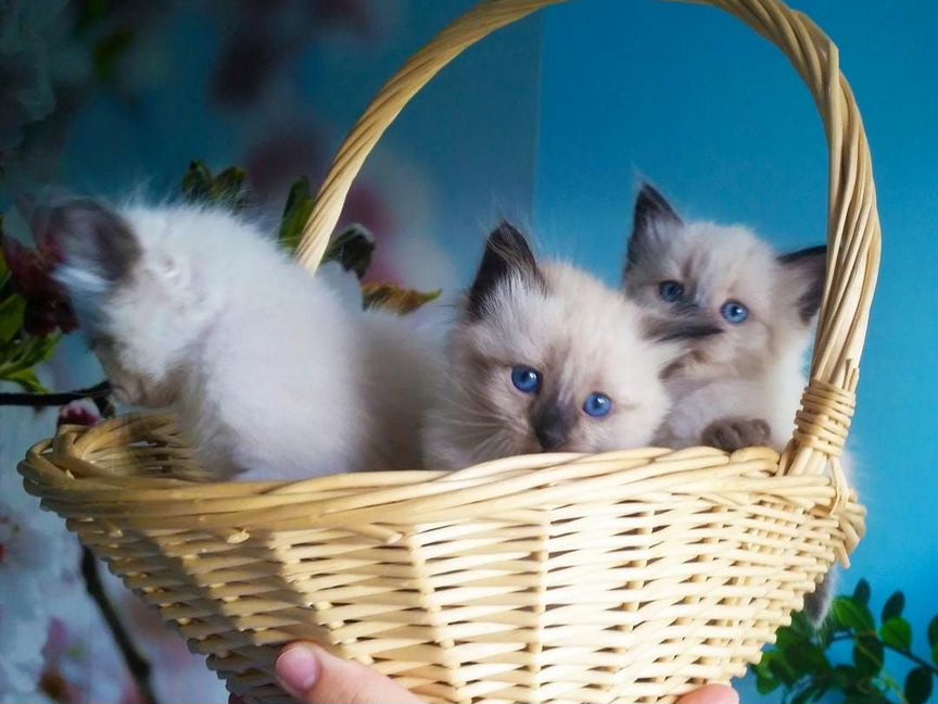 Невская маскарадная котяточки