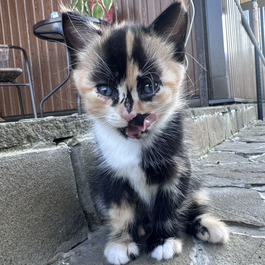 Котёнок в добрые руки