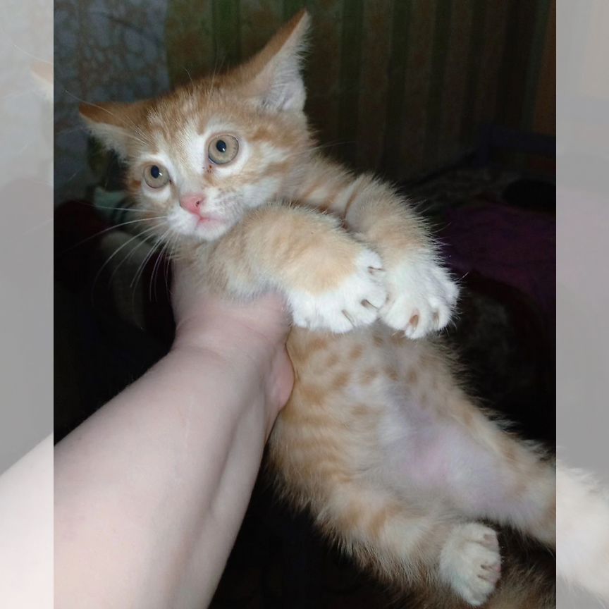 Рыжий котенок в добрые руки